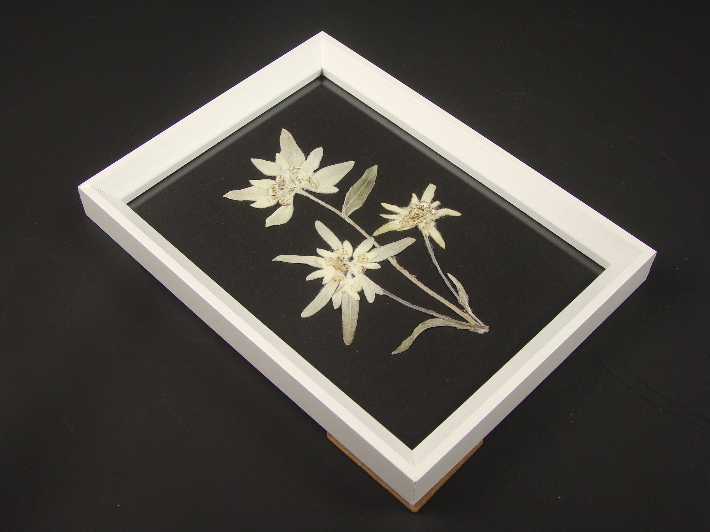 Framed Genuine Dried Edelweiss Flowers White Alpine Flowers - Etsy Canada