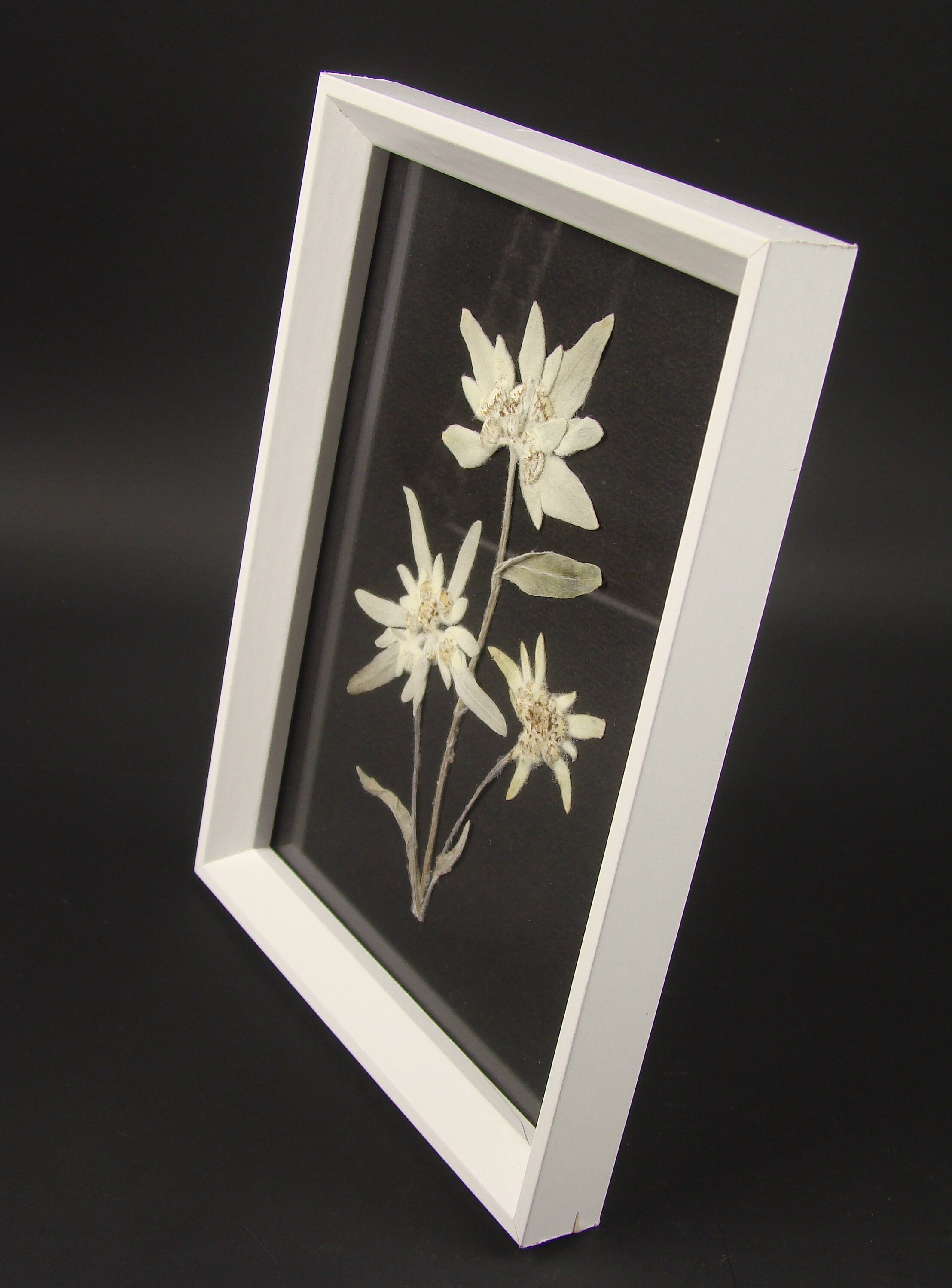 Framed Genuine Dried Edelweiss Flowers White Alpine Flowers - Etsy Canada