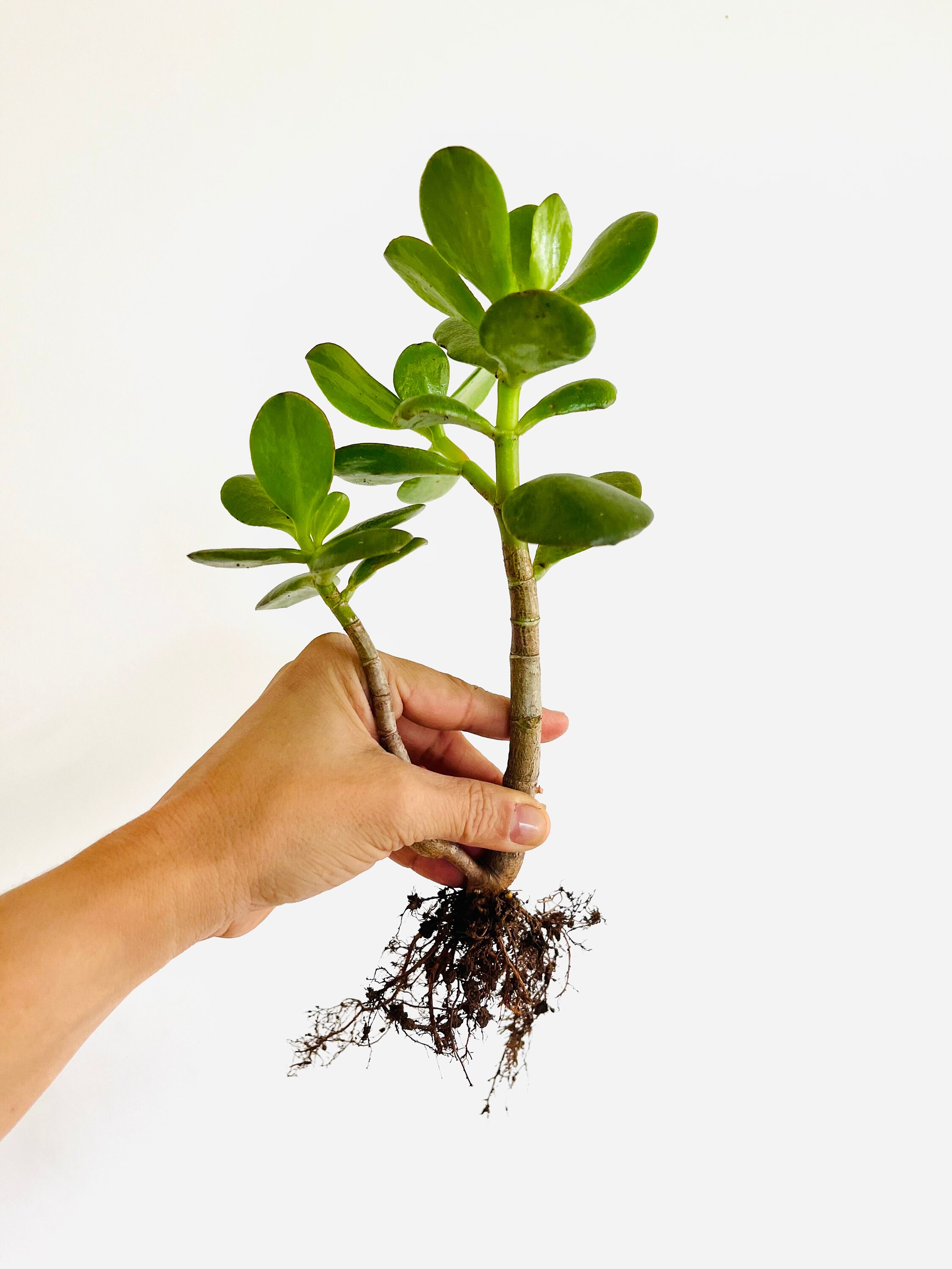 Crassula Ovata, Jade Plant, Lucky Plant, Money Plant or Money Tree ...