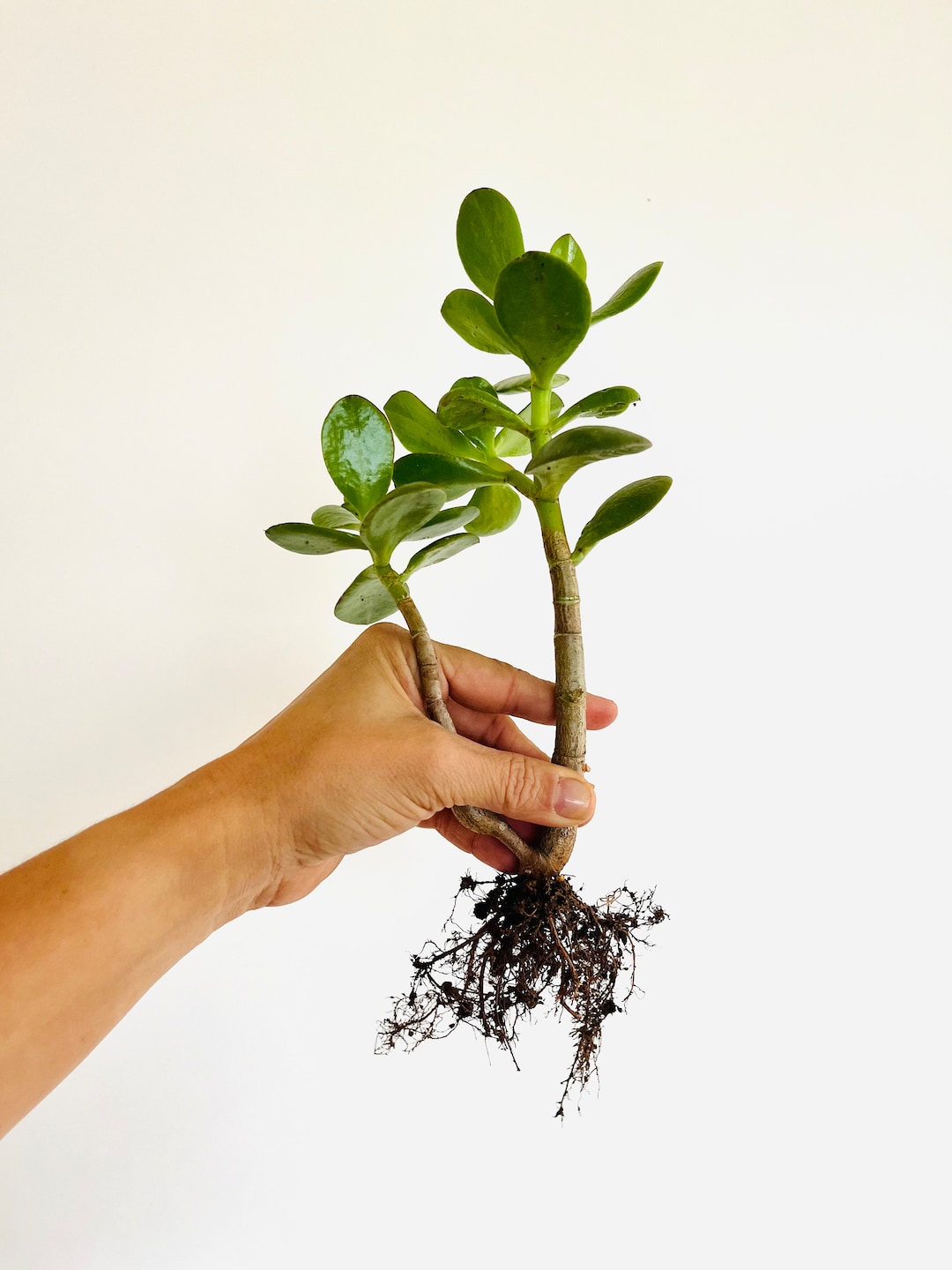 Crassula Ovata Jade Plant, Lucky Money Tree Succulent (6x5") - Etsy