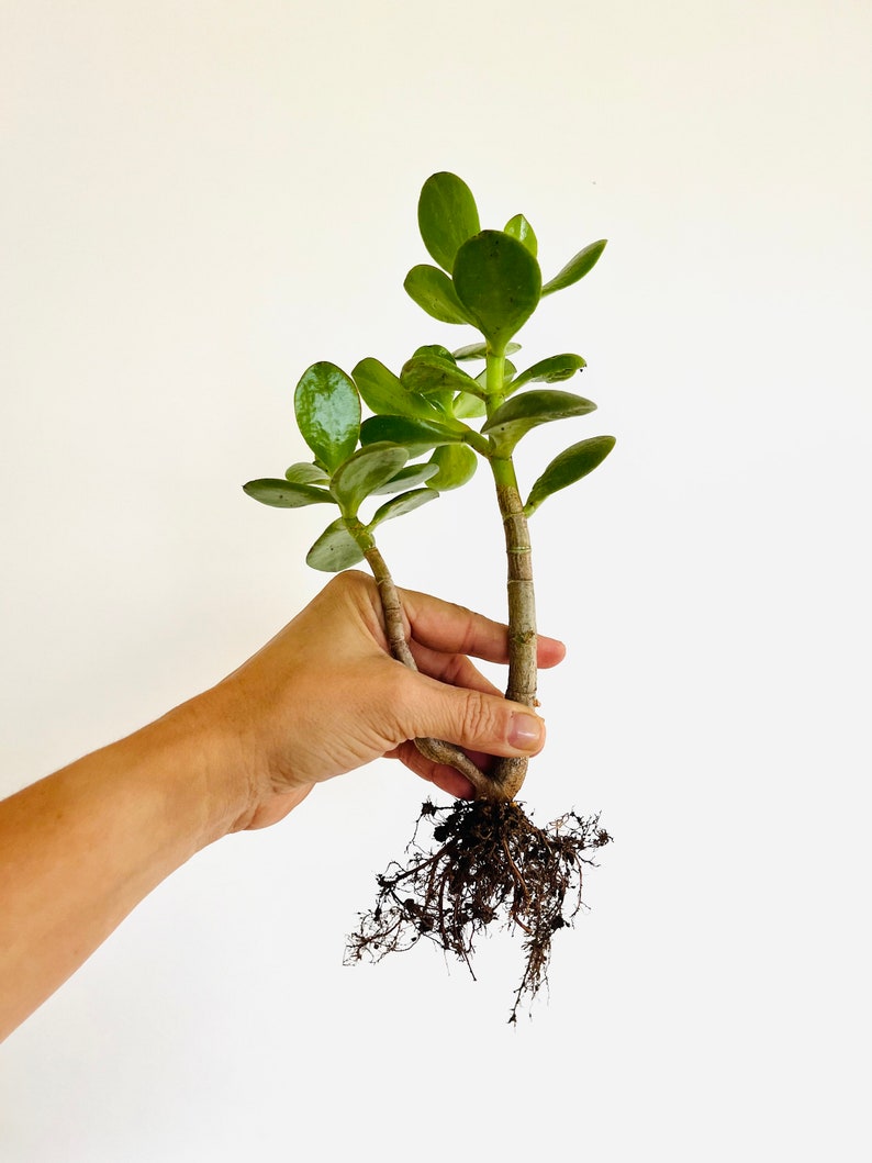 Crassula Ovata, Jade Plant, Lucky Plant, Money Plant or Money Tree ...