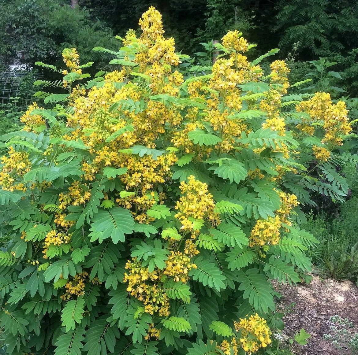 20 Seeds Cassia Senna Alata Candlestick Yellow Flowers - Etsy