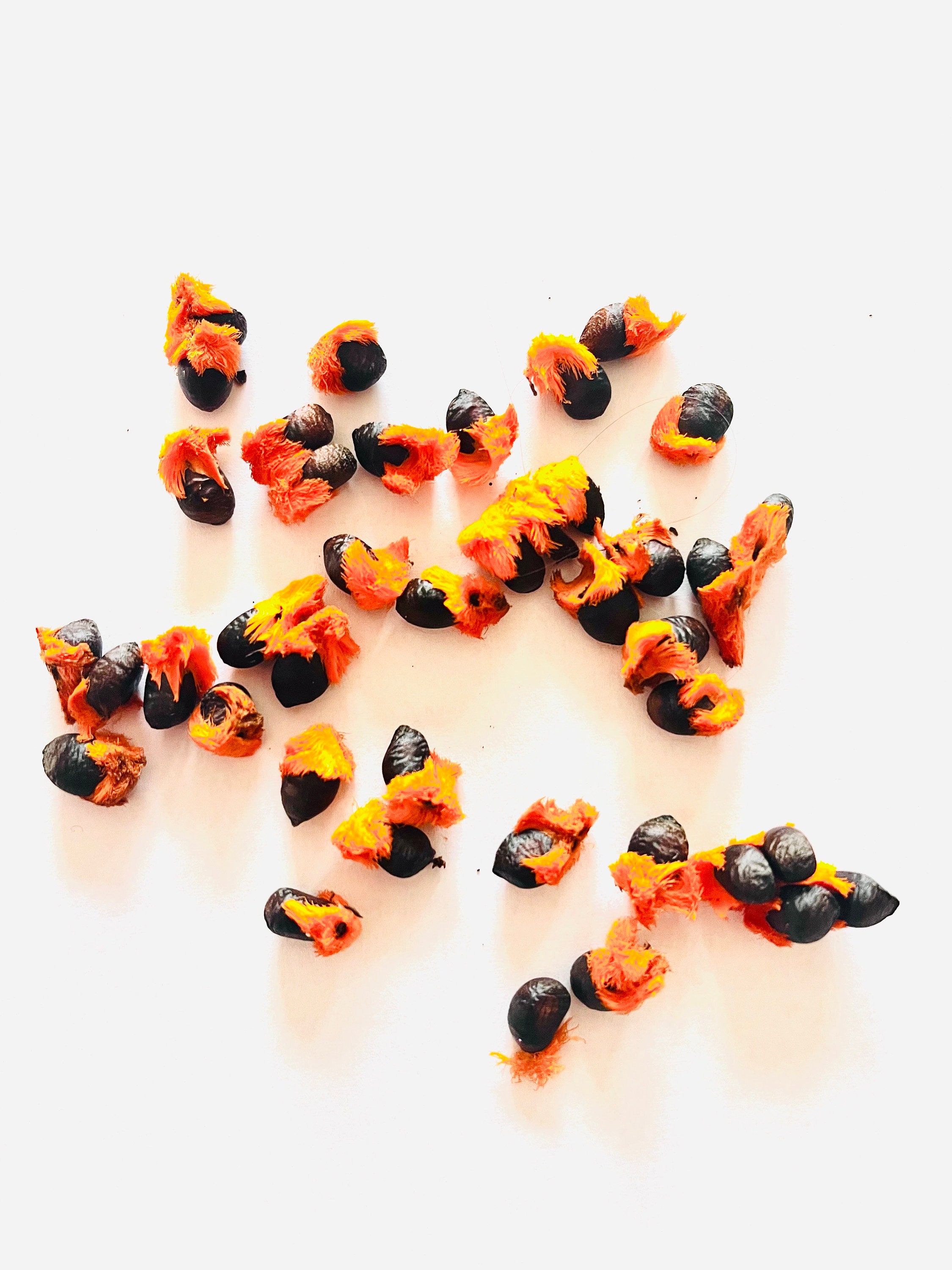 Strelitzia Nicolai Giant White Bird of Paradise Seed 10pc - Etsy