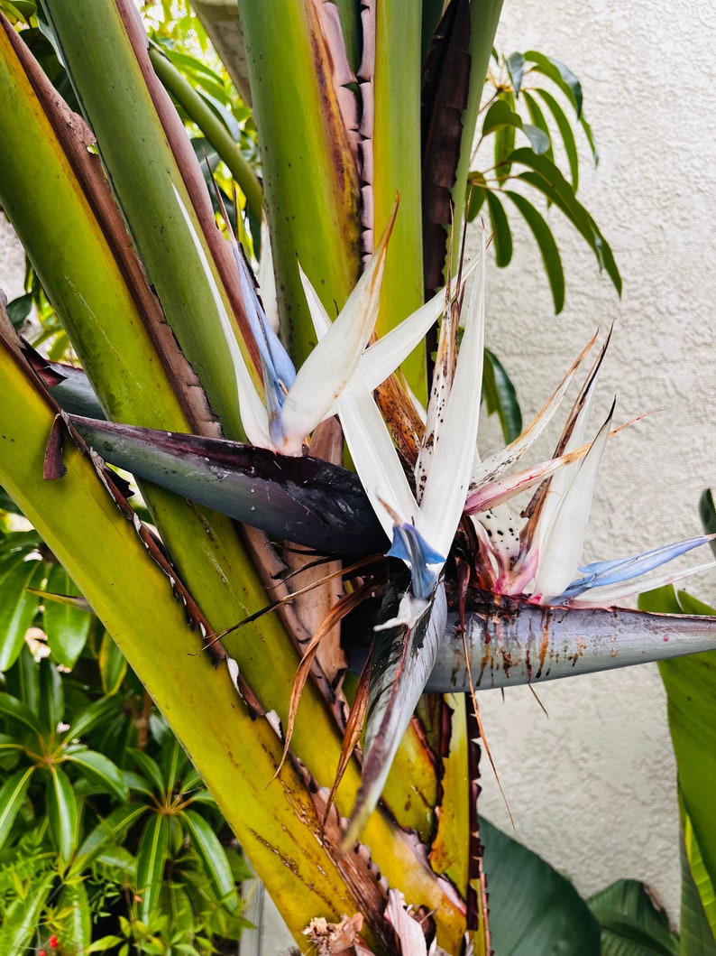 Strelitzia Nicolai Giant White Bird of Paradise Seed 10pc - Etsy