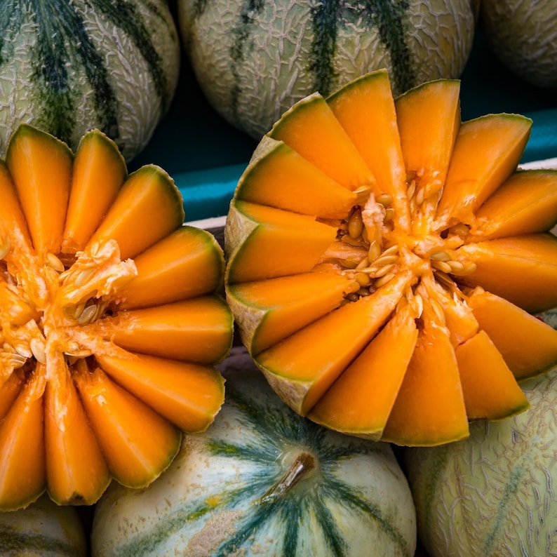 RARE - French Melon -NON GMO- Safe Seed Pledge - Etsy