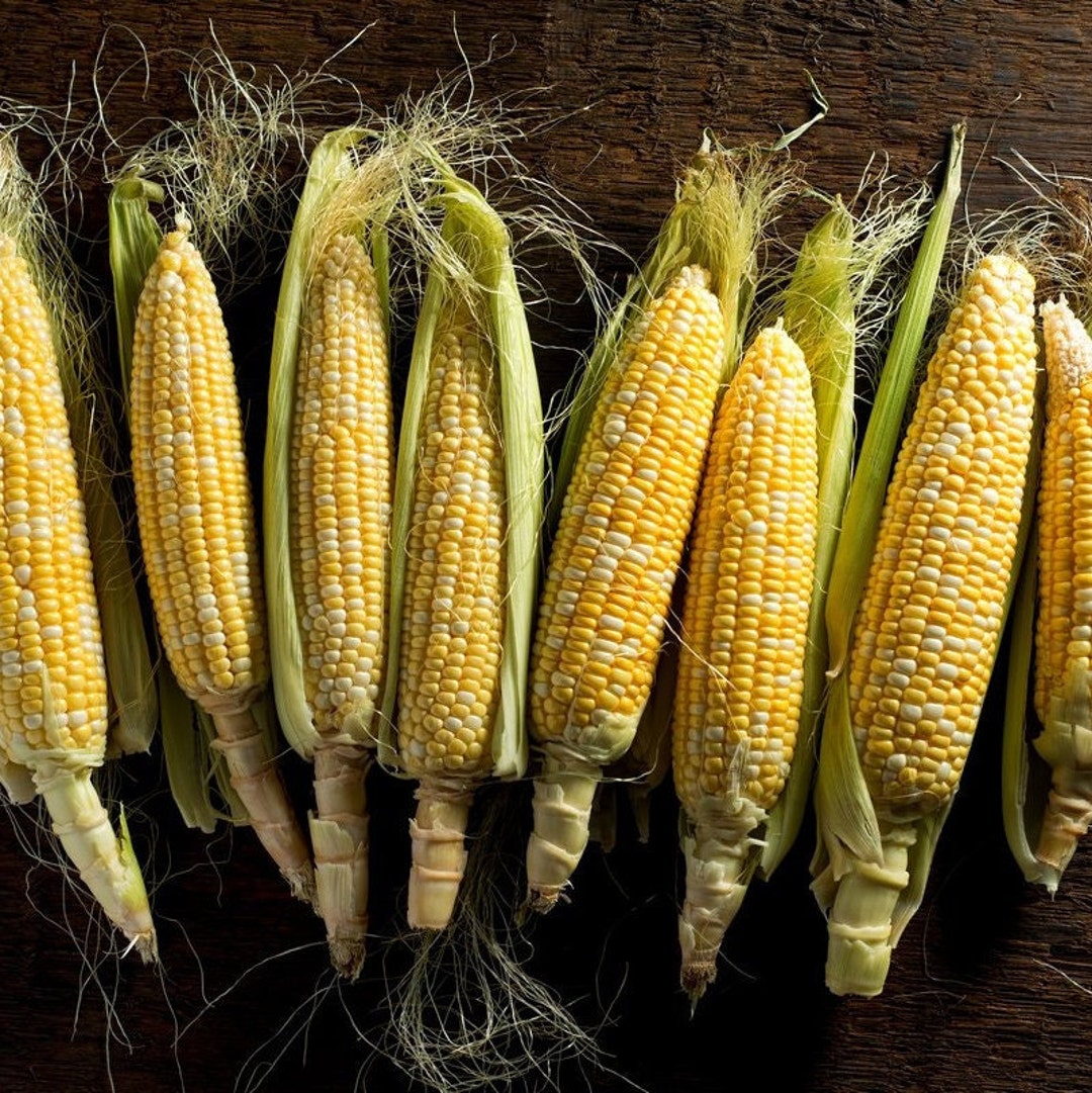 Super Sweet Corn - ANY Soil -NON GMO- Safe Seed Pledge - Etsy