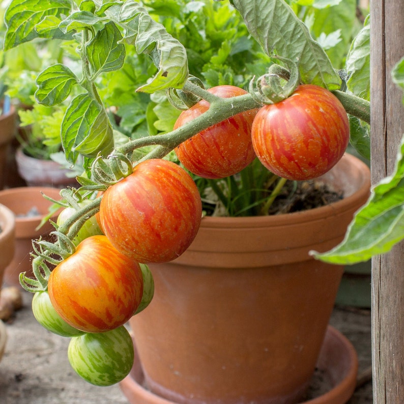 RARE - Stunning Striped Tomato -NON GMO- Safe Seed Pledge - Etsy