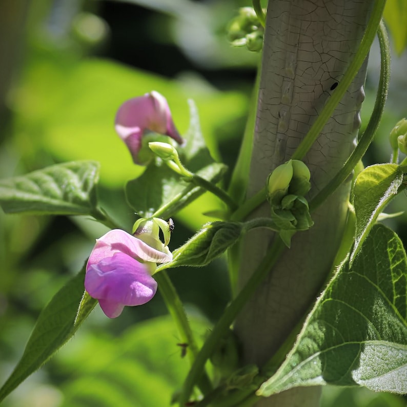 MAGIC Beans -NON GMO- Safe Seed Pledge - Pole Bean - Etsy