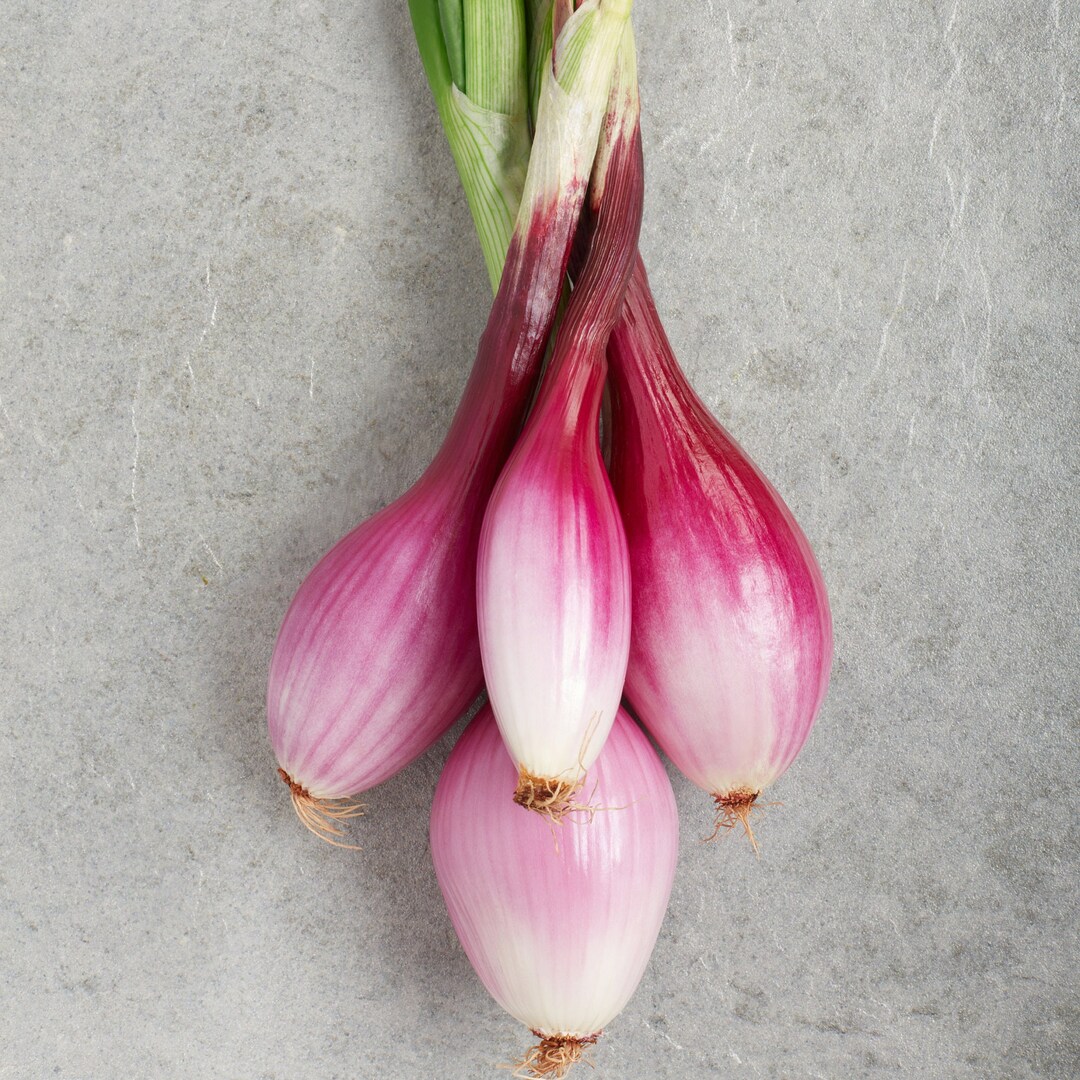Easy Onion -NON GMO- Shallot Like Onion- Ready in 60 Days - Seeds - Etsy