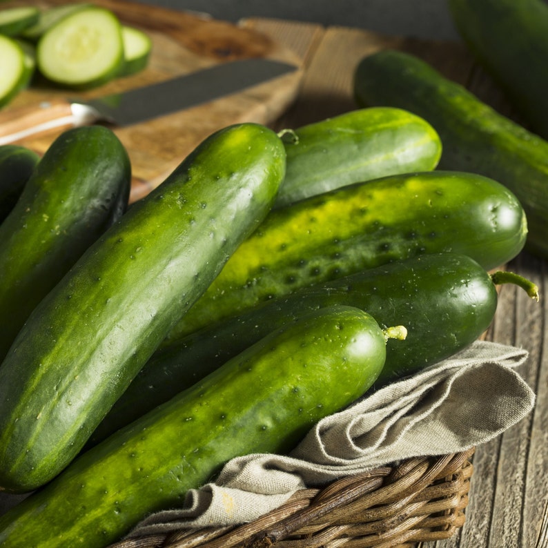 Classic Cucumber -NON GMO- Safe Seed Pledge - Etsy