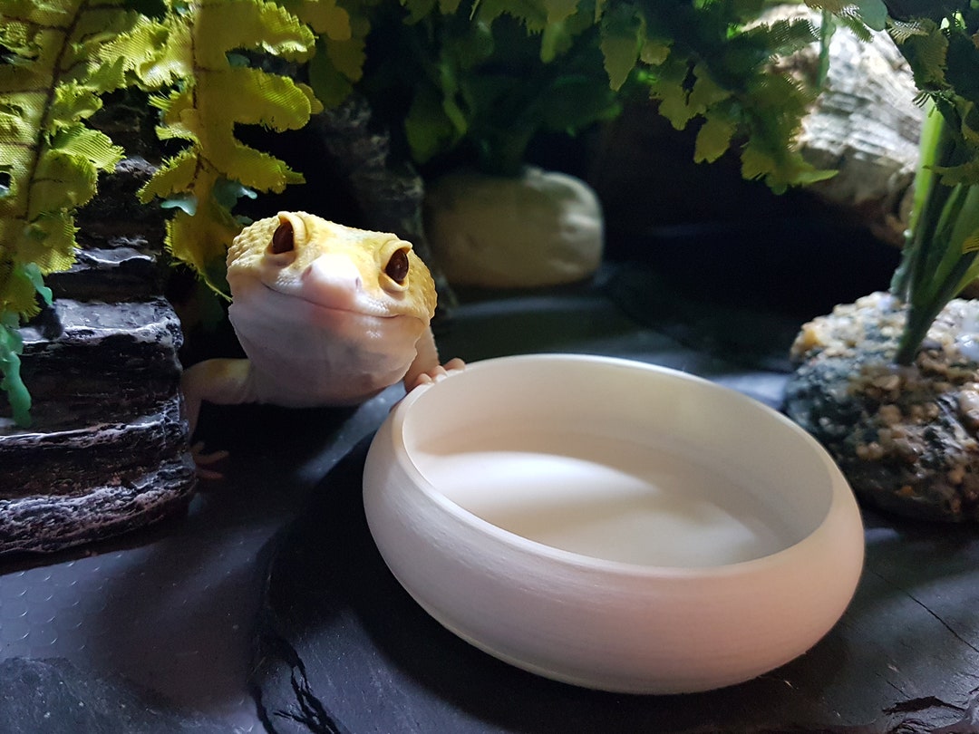 Leopard Gecko Food Bowl - Etsy