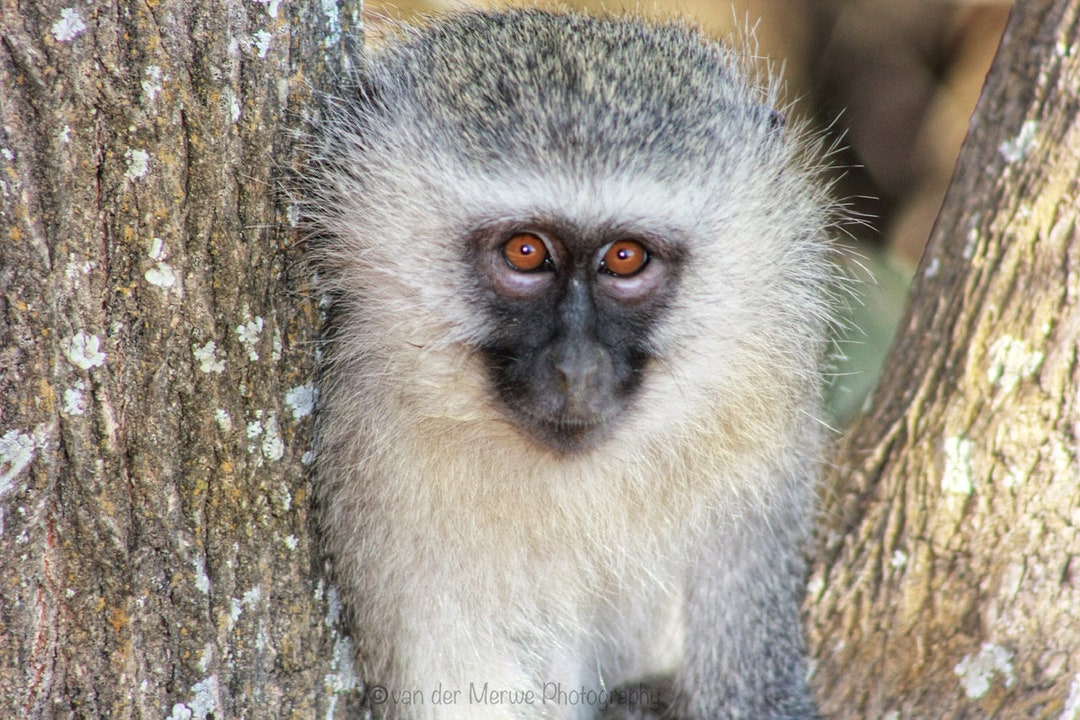 Monkey Wildlife Photography Print Nature Photography Prints Fine Art ...