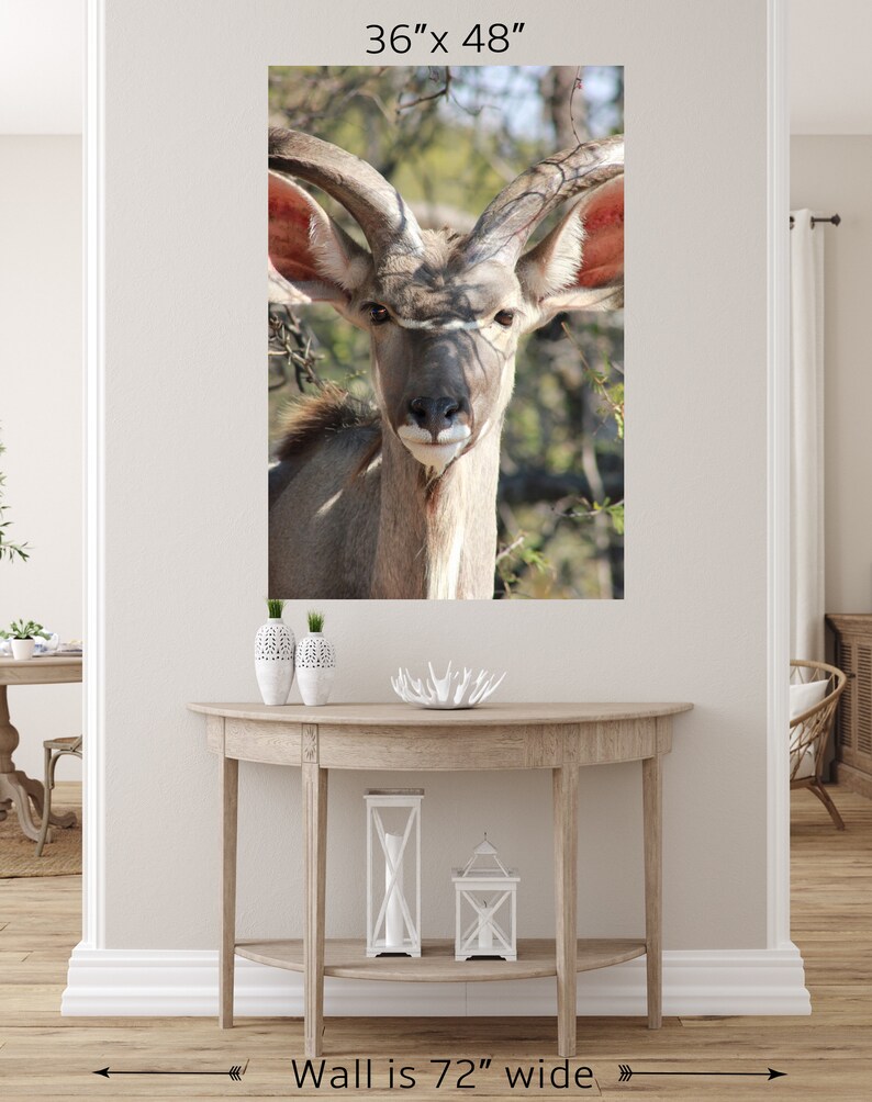 Wildlife Photography Animal Prints Nature Wall Art Fine Art Print ...