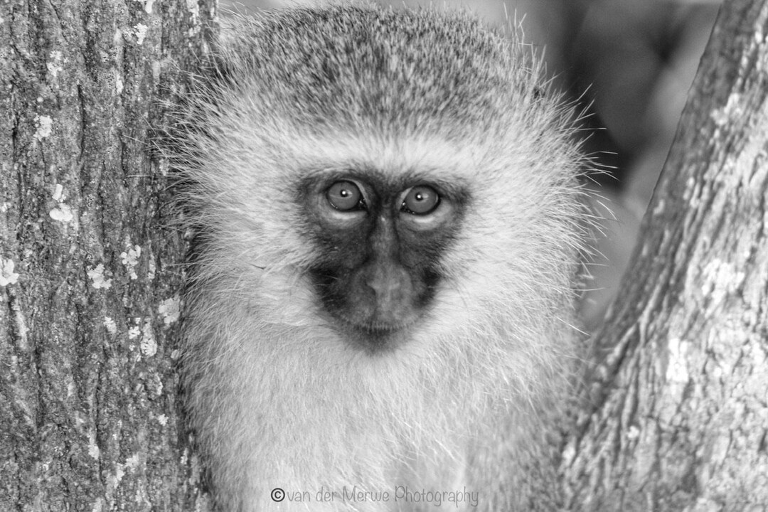 Monkey Wildlife Photography Print Nature Photography Prints Fine Art ...