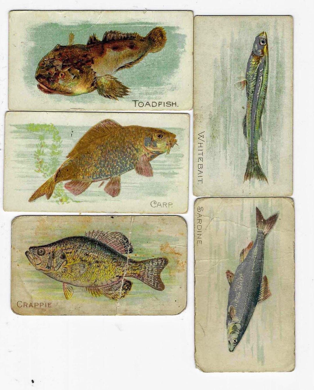 1910 Sweet Caporal Fish Series Cigarette Trade Cards, T58, Lot of 5 - Etsy