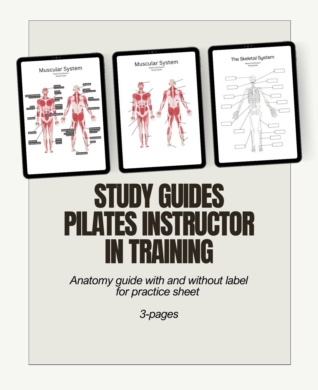 Pilates Anatomy Study Guide, Skeletal & Muscular System (digital ...