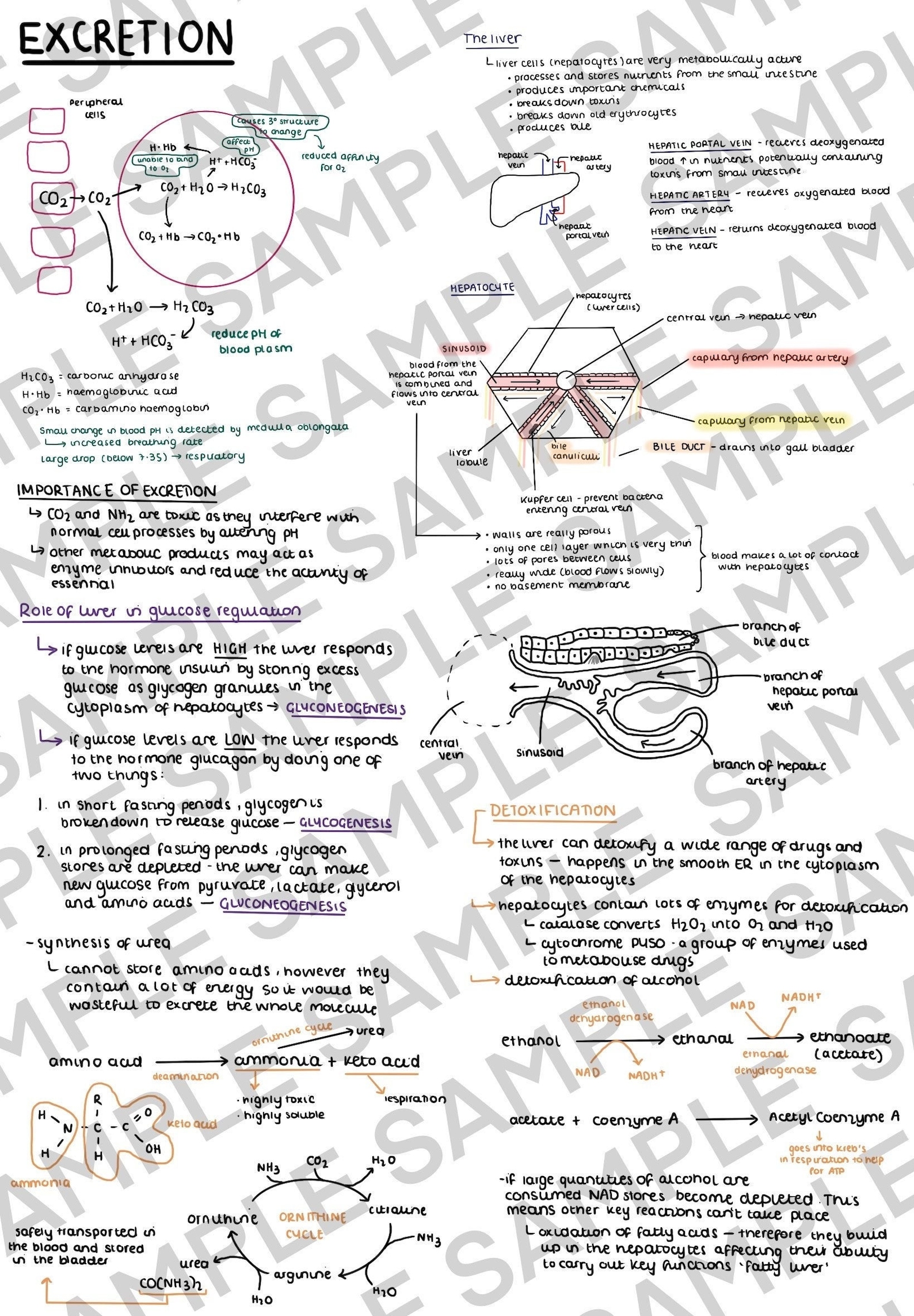 OCR A-level Biology Summary Notes Topic Overview Excretion PART 1 - Etsy