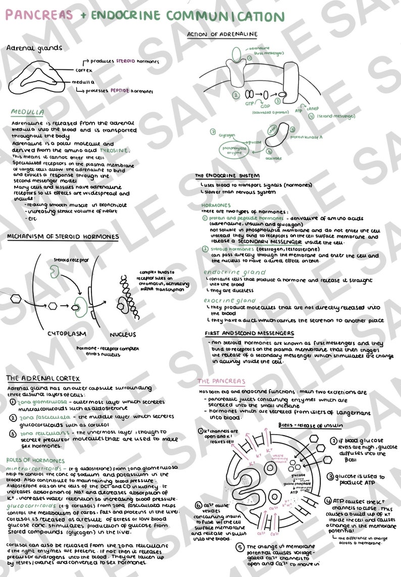 OCR A-level Biology Summary Notes Topic Overview Endocrine - Etsy