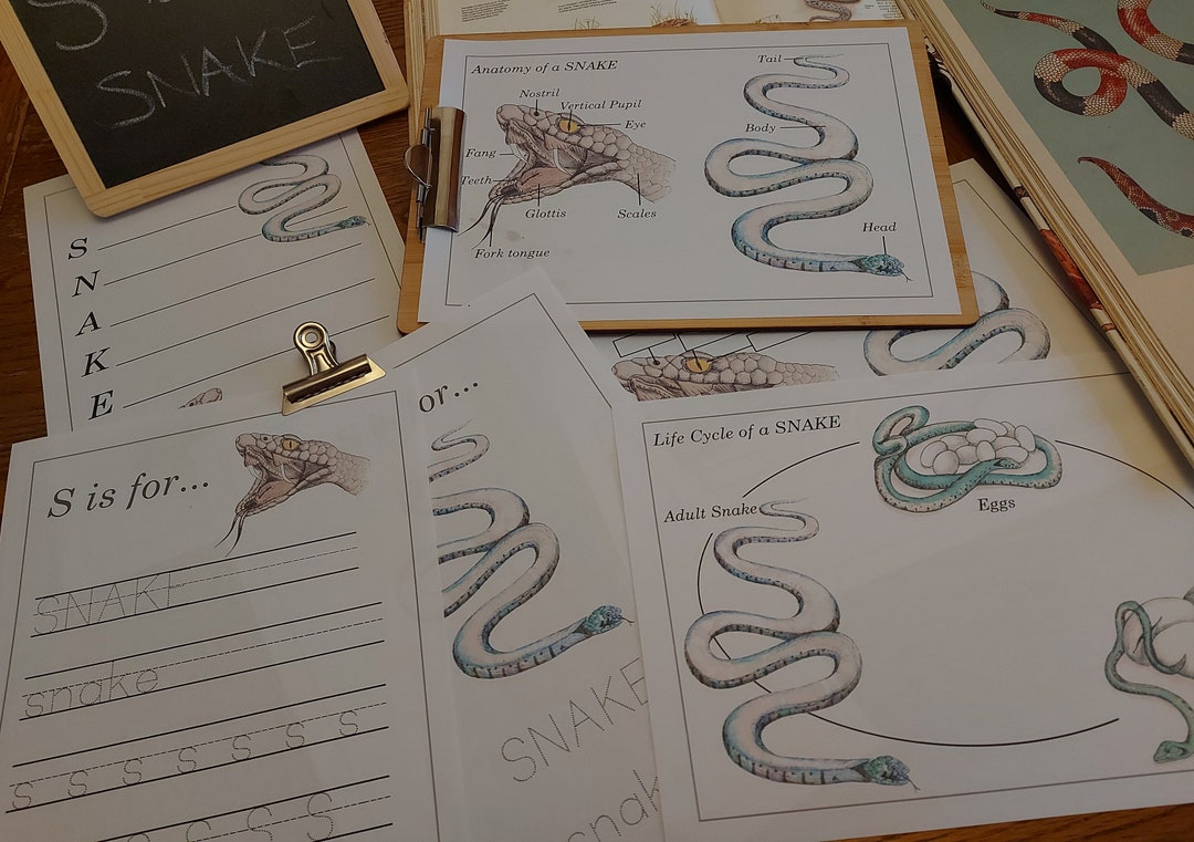 Snake Unit Study, Life Cycle, Anatomy, Nature Worksheets INSTANT ...