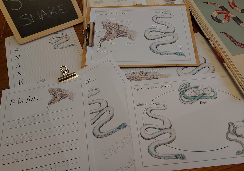 Snake Unit Study, Life Cycle, Anatomy, Nature Worksheets INSTANT ...