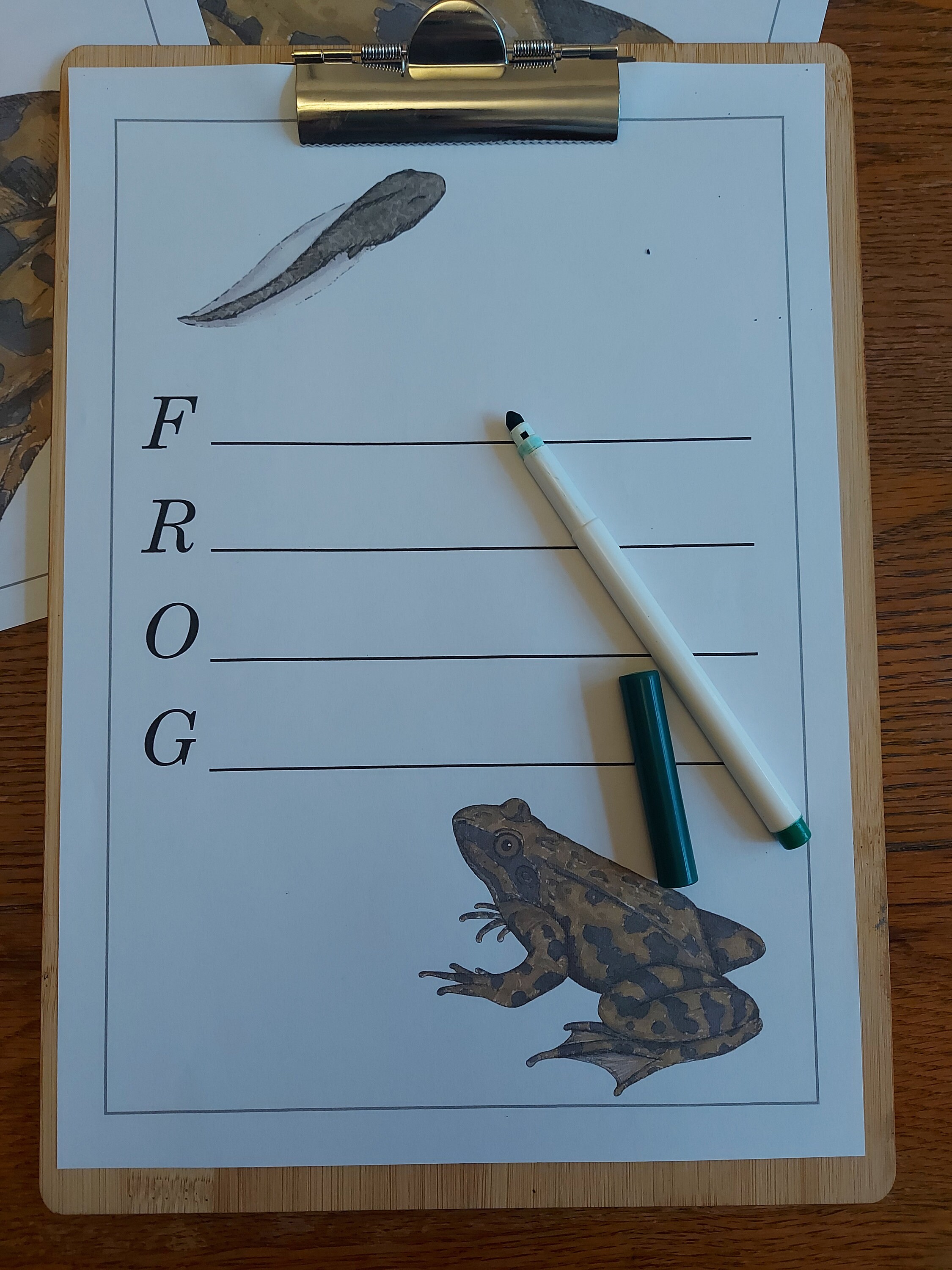 Frog Unit Study, Life Cycle, Anatomy, Nature Printables, INSTANT ...
