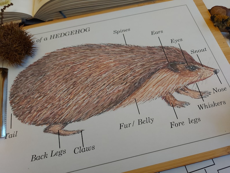 Hedgehog Unit Study, Life Cycle, Anatomy, Nature Printables, INSTANT ...