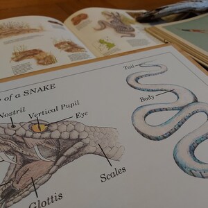 Snake Unit Study, Life Cycle, Anatomy, Nature Worksheets INSTANT ...