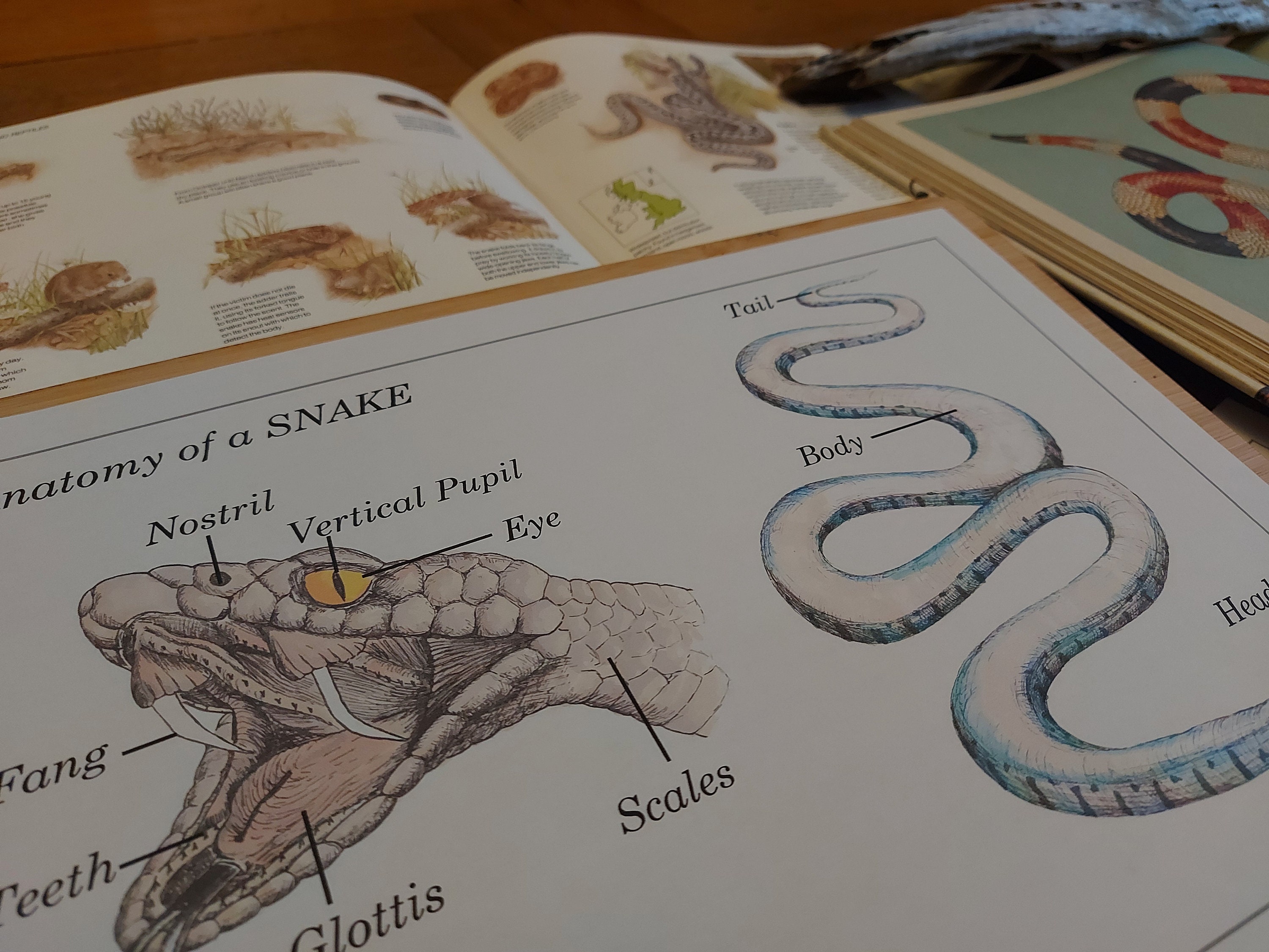 Snake Unit Study, Life Cycle, Anatomy, Nature Worksheets INSTANT ...