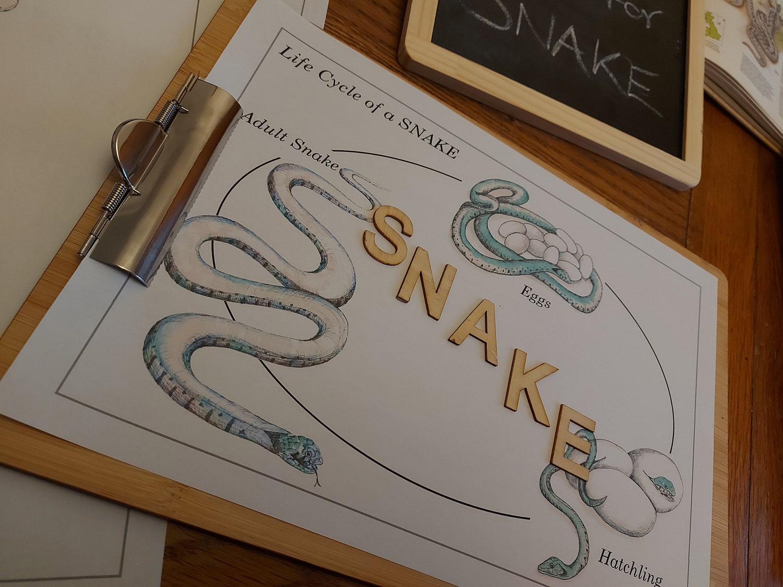 Snake Unit Study, Life Cycle, Anatomy, Nature Worksheets INSTANT ...