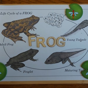 Frog Unit Study, Life Cycle, Anatomy, Nature Printables, INSTANT ...