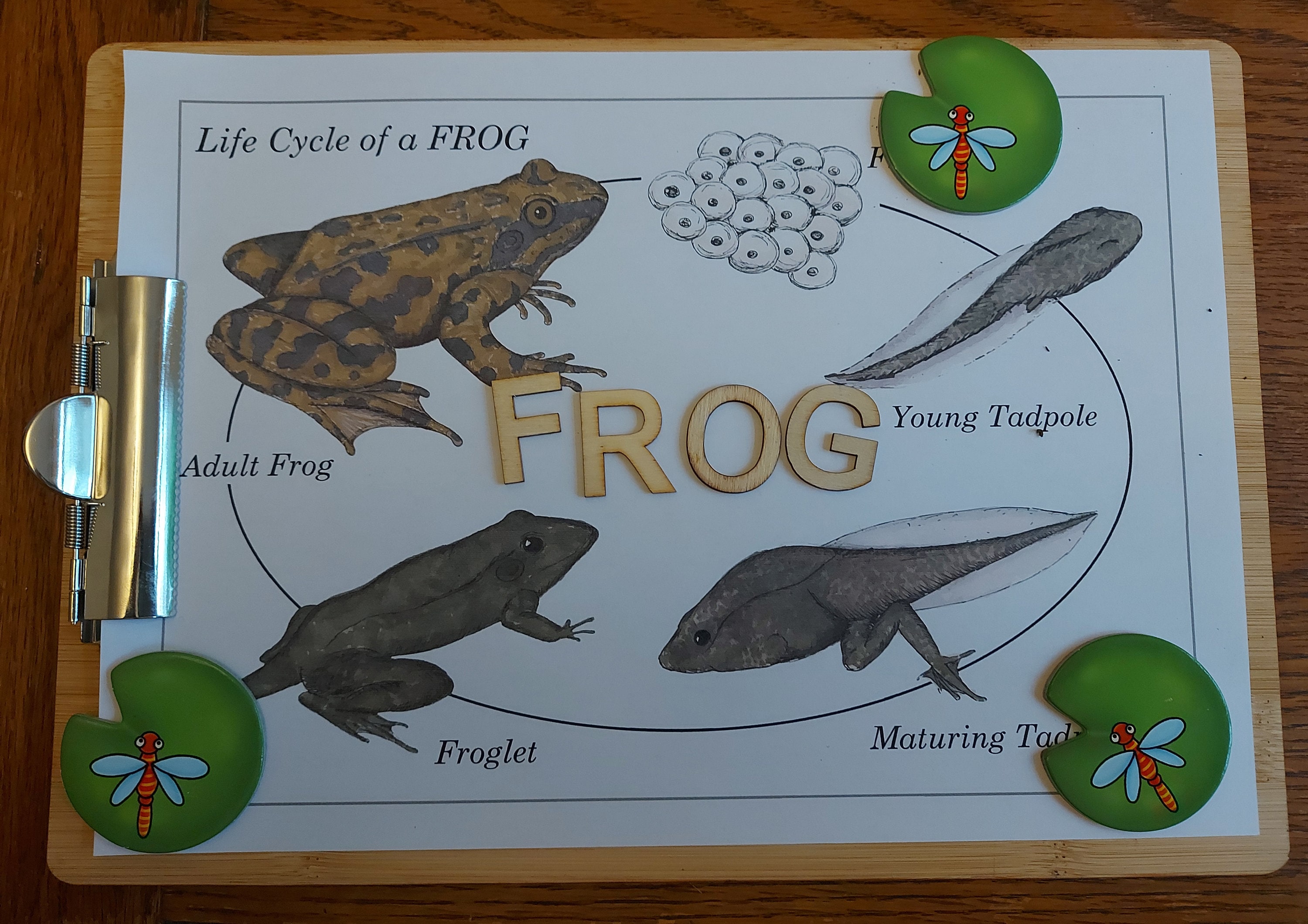 Frog Unit Study, Life Cycle, Anatomy, Nature Printables, INSTANT ...