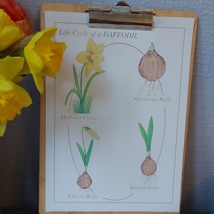 Daffodil Life Cycle | Nature Study | Spring Plants | Montessori ...