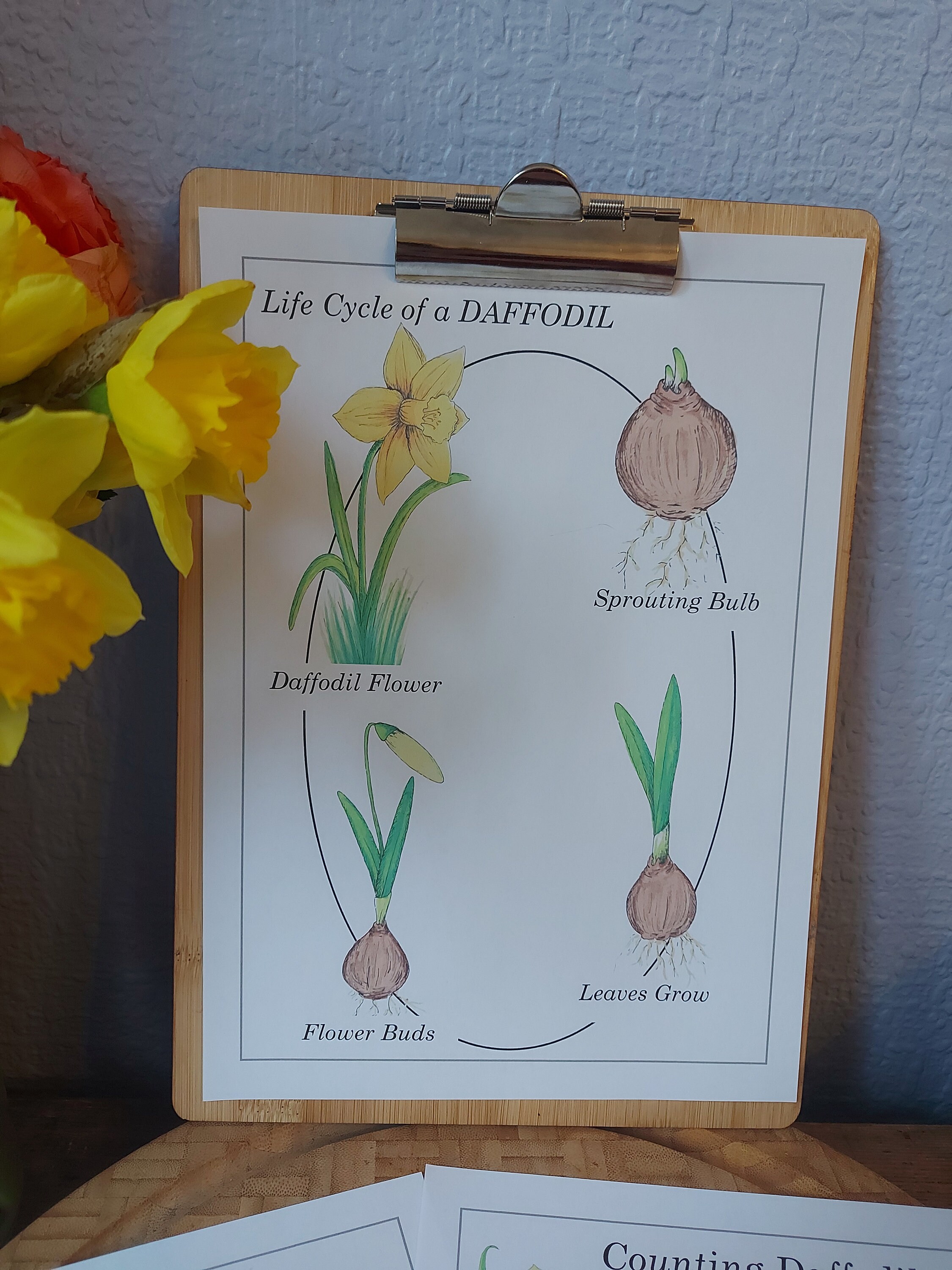 Daffodil Life Cycle | Nature Study | Spring Plants | Montessori ...
