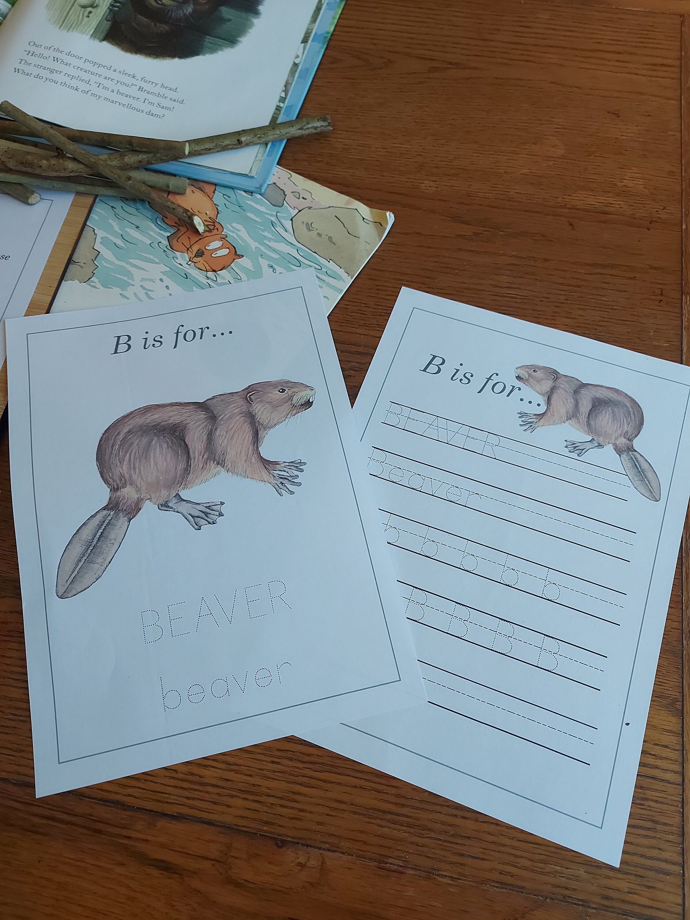 Beaver Anatomy | Home School Resource | Montessori | Handwriting ...