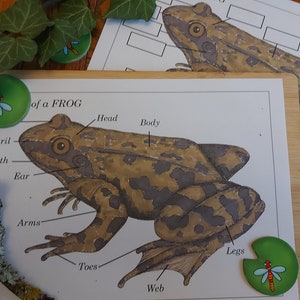 Frog Unit Study, Life Cycle, Anatomy, Nature Printables, INSTANT ...