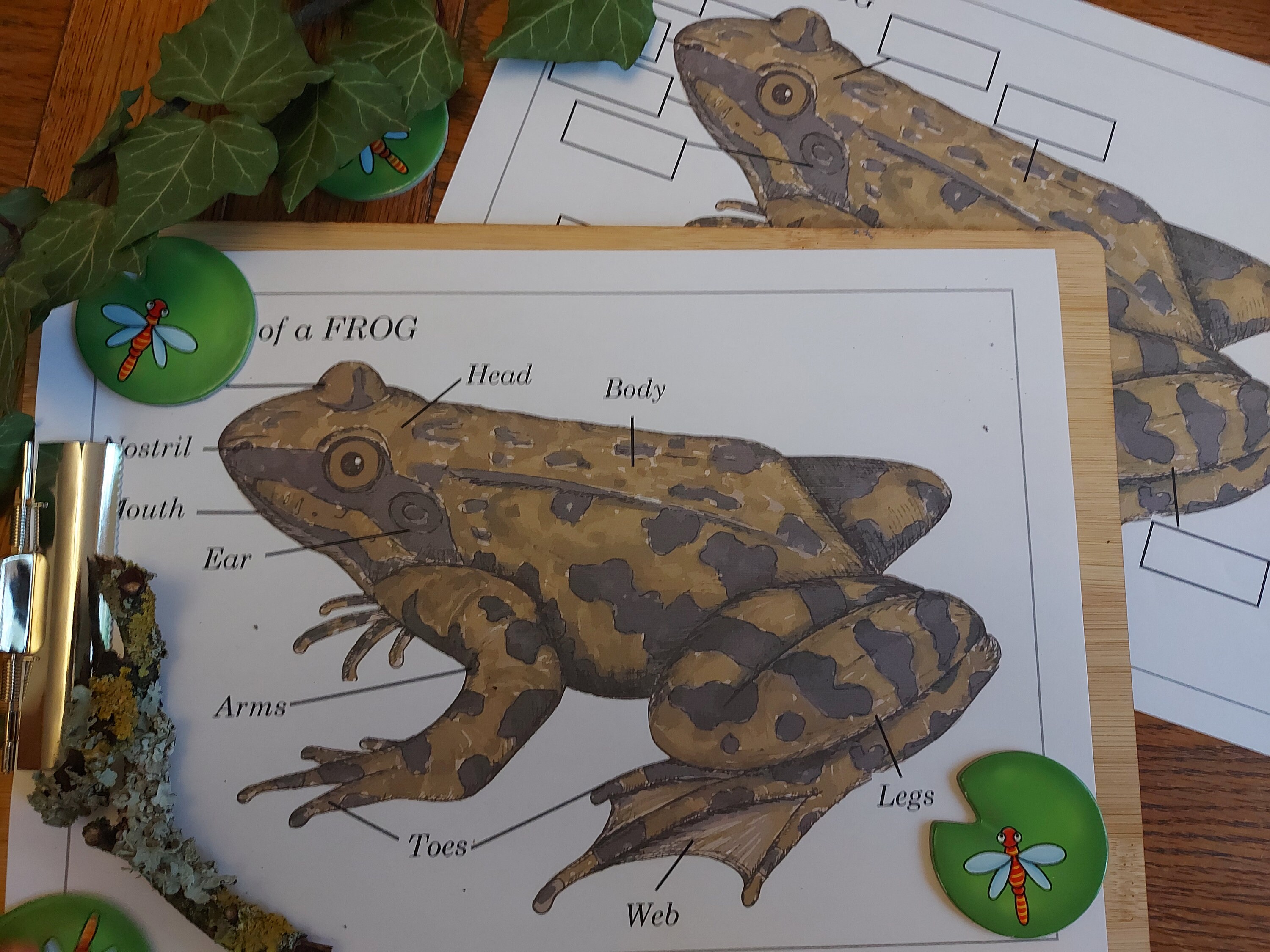 Frog Unit Study, Life Cycle, Anatomy, Nature Printables, INSTANT ...