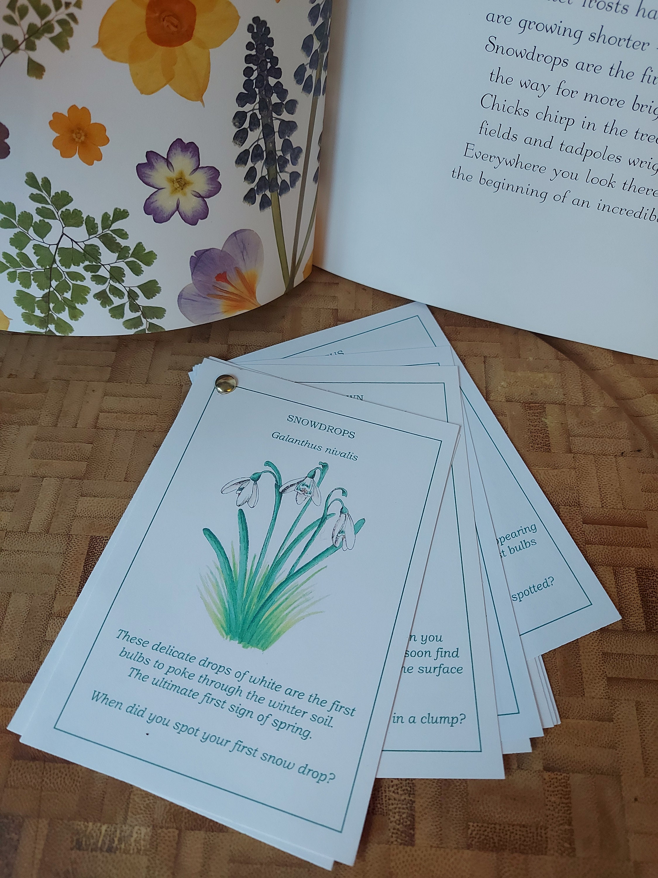Signs of Spring | Scavenger Hunt | Flash Card Pack - Etsy