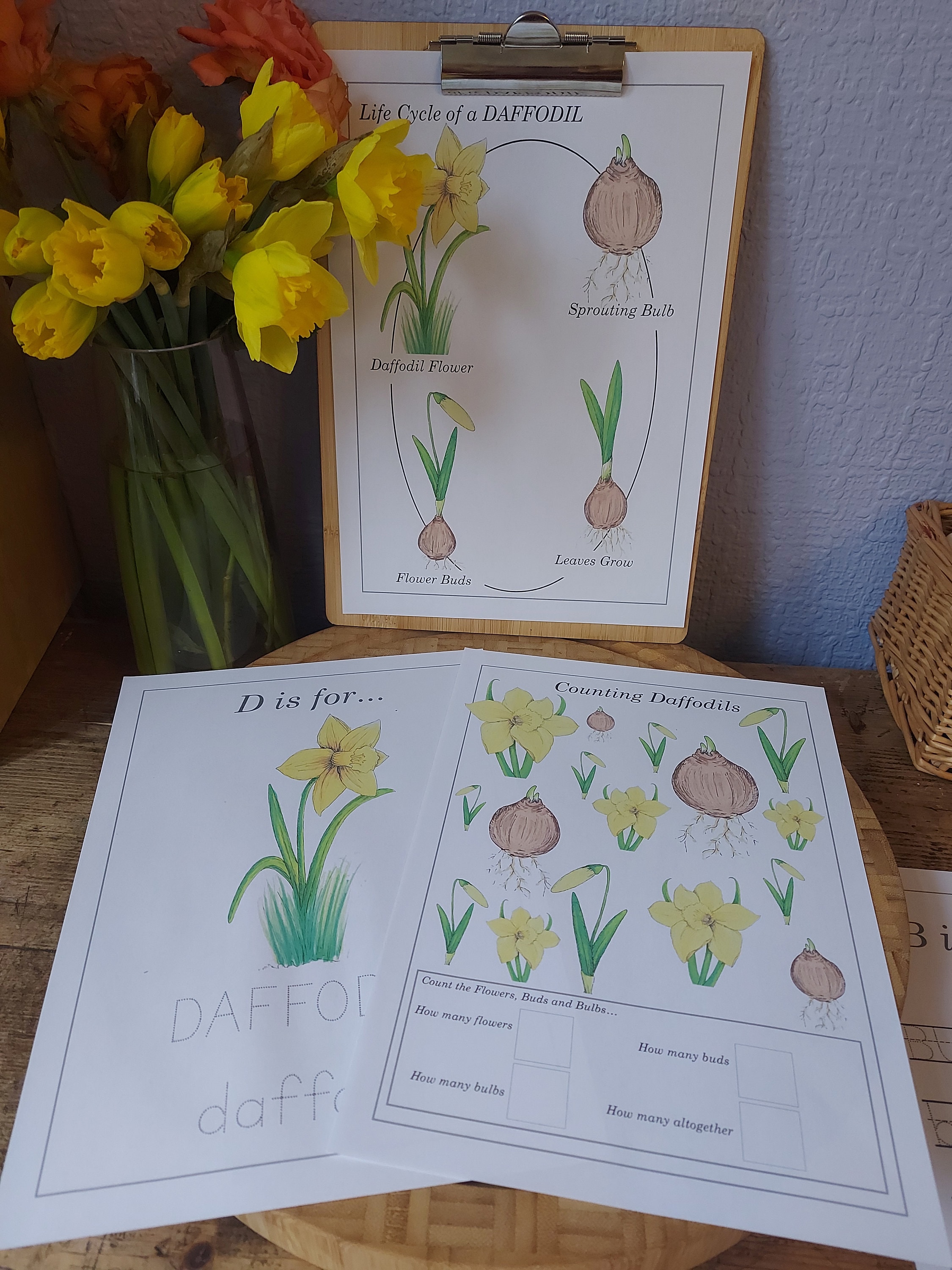 Daffodil Life Cycle | Nature Study | Spring Plants | Montessori ...