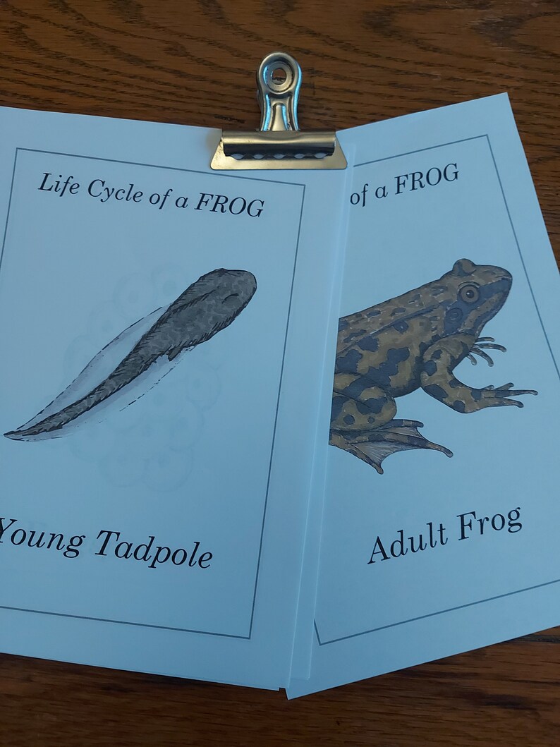 Frog Unit Study, Life Cycle, Anatomy, Nature Printables, INSTANT ...