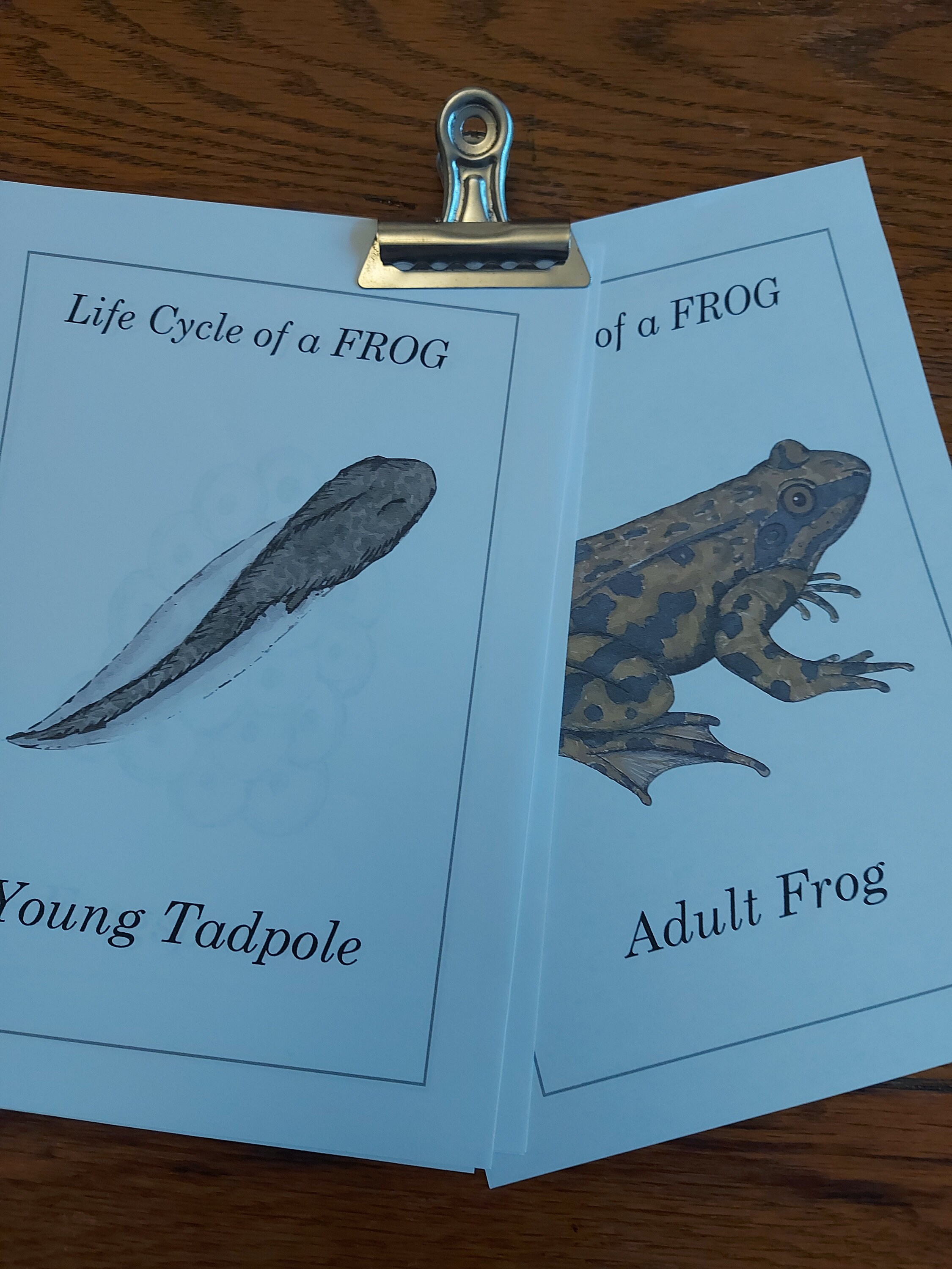 Frog Unit Study, Life Cycle, Anatomy, Nature Printables, INSTANT ...