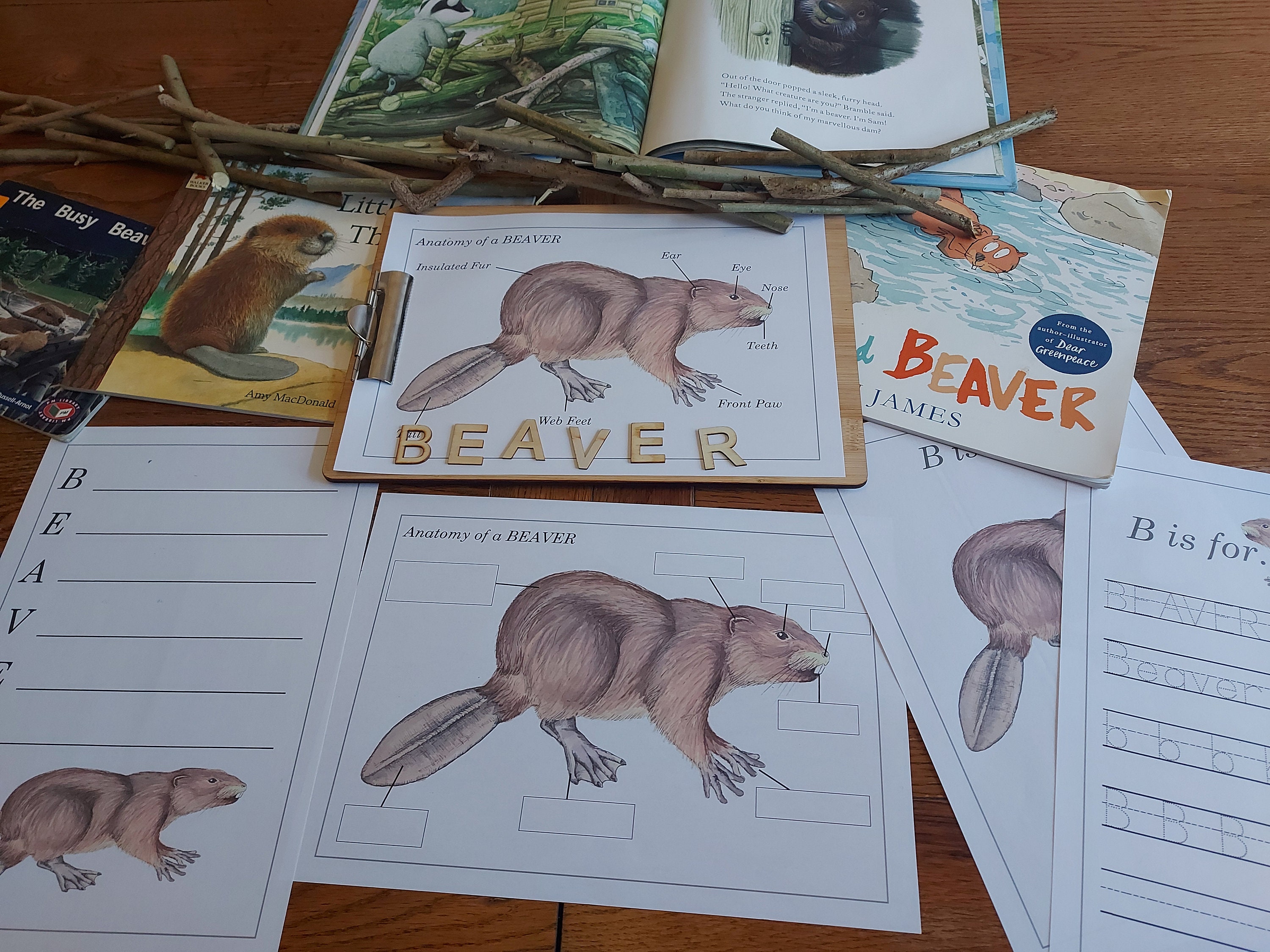 Beaver Anatomy | Home School Resource | Montessori | Handwriting ...