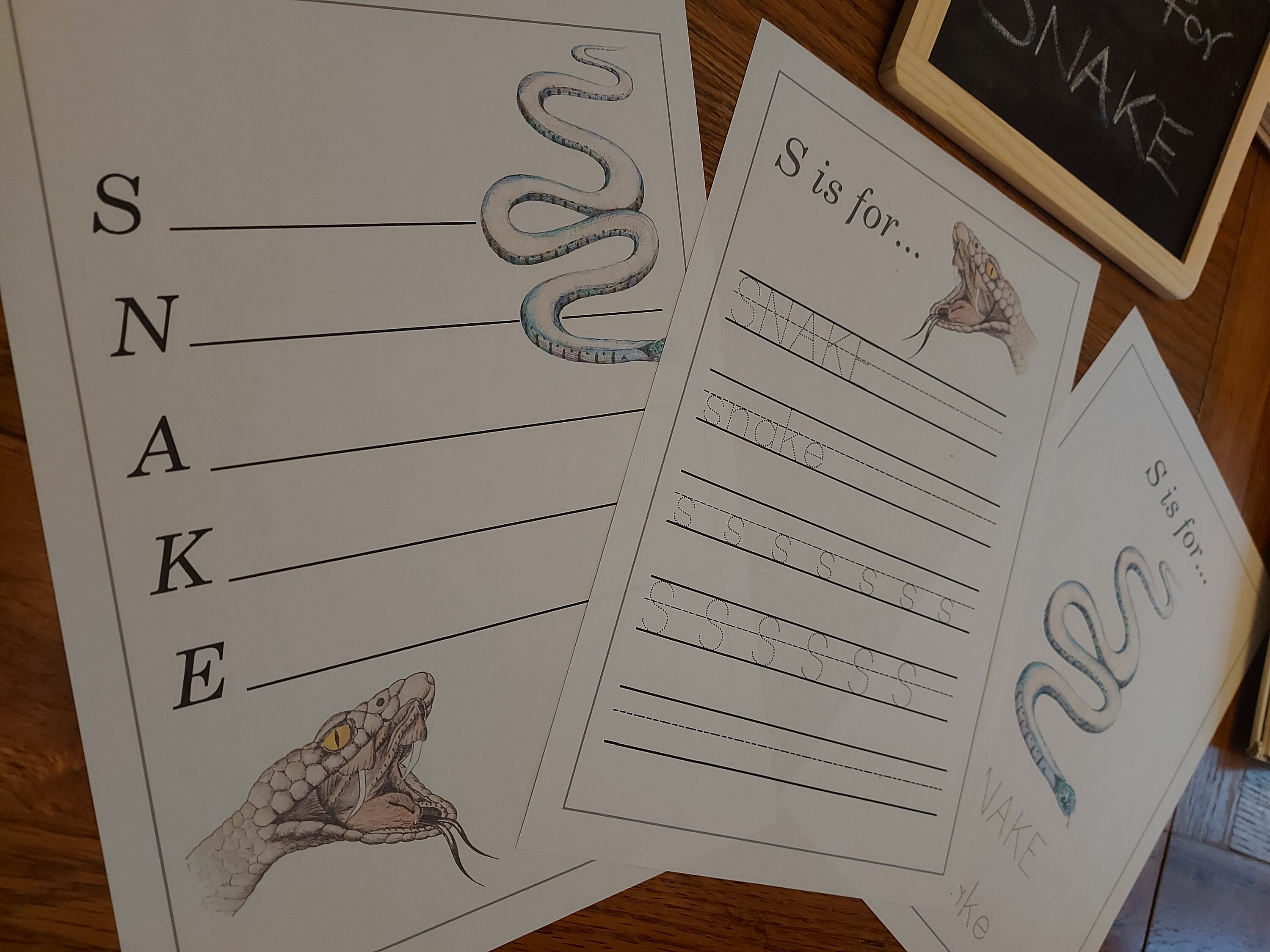 Snake Unit Study, Life Cycle, Anatomy, Nature Worksheets INSTANT ...