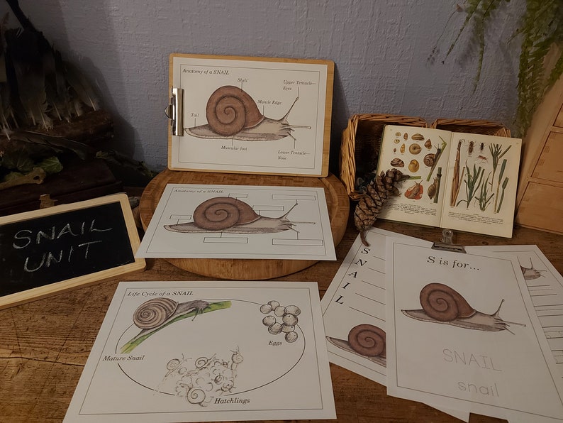 Snail Unit Study, Life Cycle, Anatomy, Nature Printables, INSTANT ...