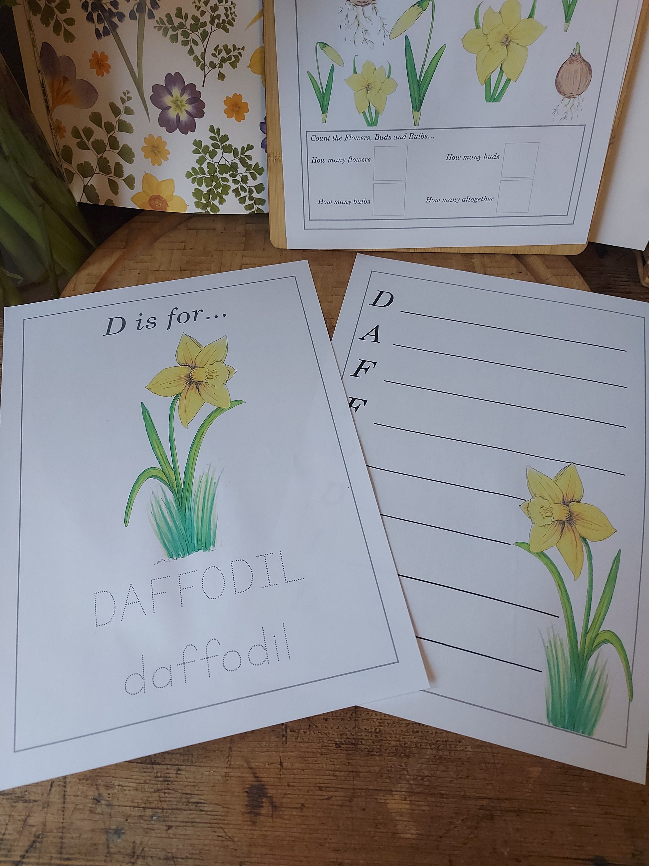 Daffodil Life Cycle | Nature Study | Spring Plants | Montessori ...