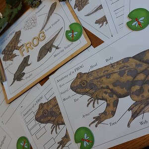 Frog Unit Study, Life Cycle, Anatomy, Nature Printables, INSTANT ...