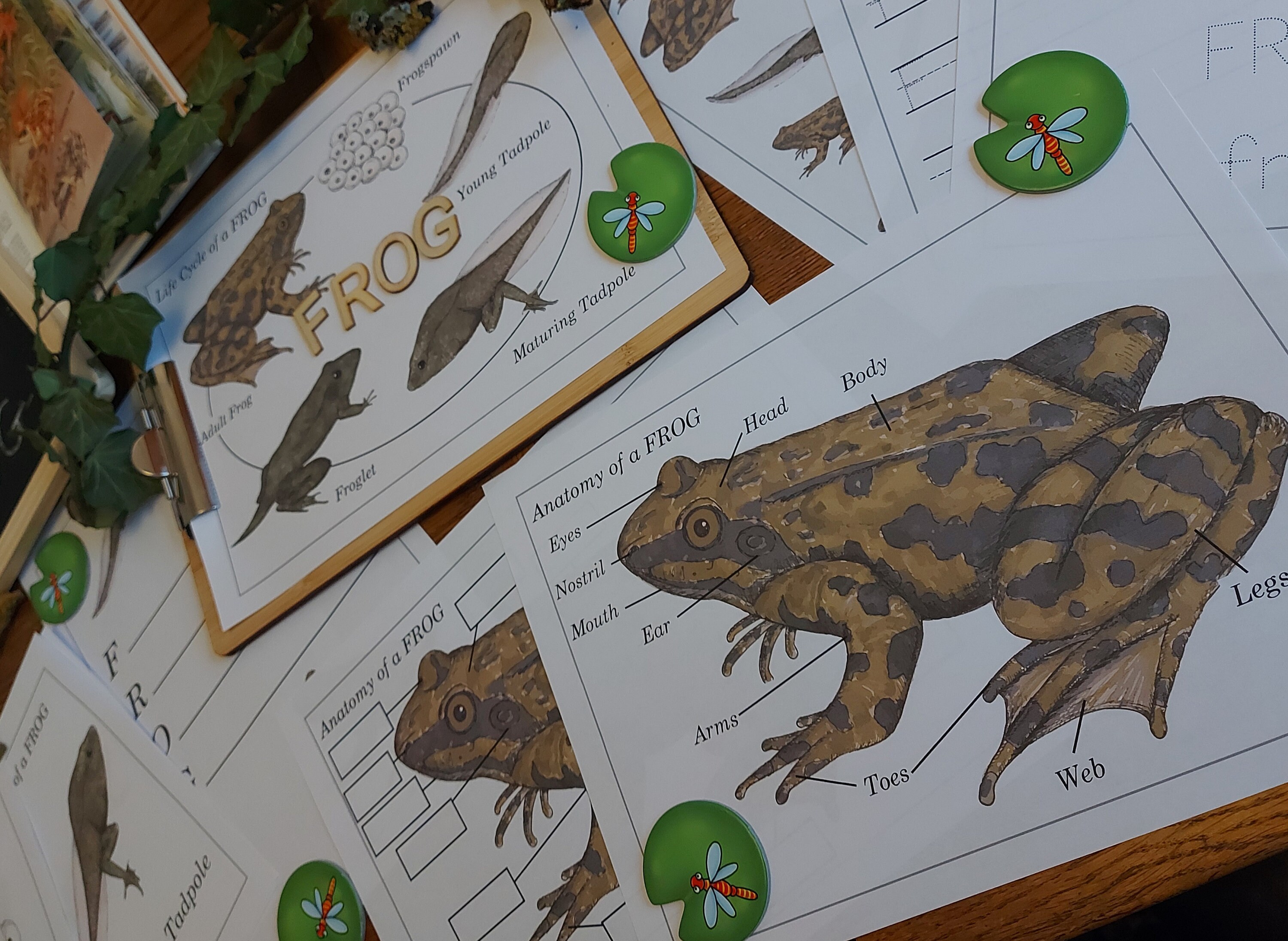 Frog Unit Study, Life Cycle, Anatomy, Nature Printables, INSTANT ...
