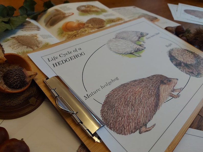 Hedgehog Unit Study, Life Cycle, Anatomy, Nature Printables, INSTANT ...