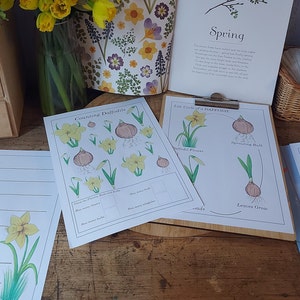 Daffodil Life Cycle | Nature Study | Spring Plants | Montessori ...
