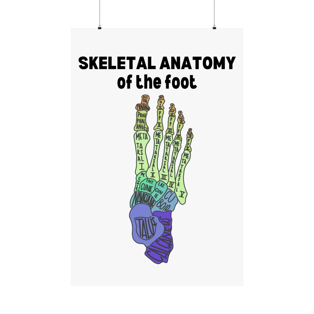 Skeletal Anatomy of the Foot Poster, Anatomical Foot, Orthopedic Poster ...