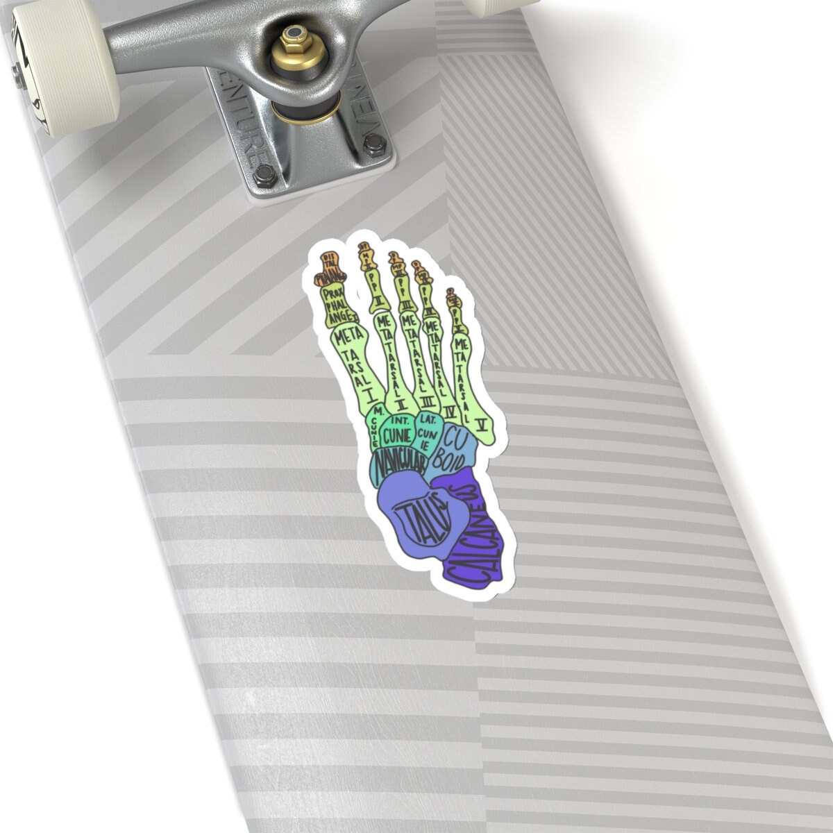 Anatomical Foot Sticker Labeled, Physical Therapy Sticker, Occupational ...